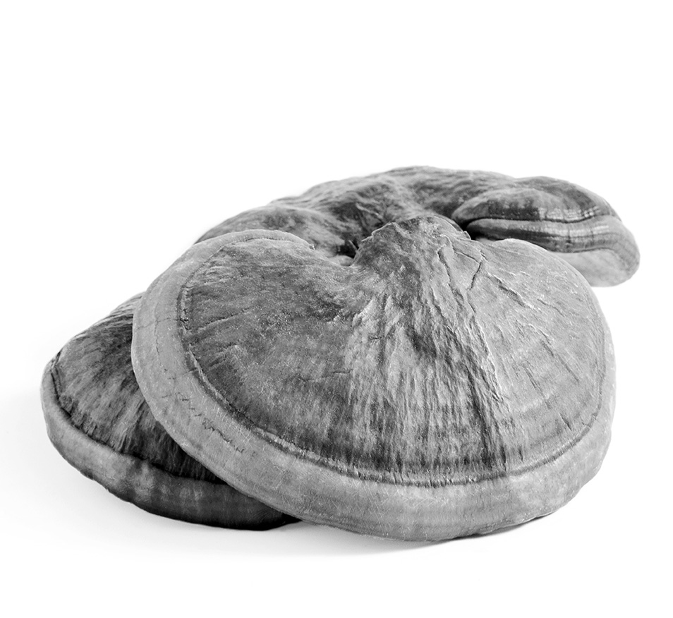 ReishiPrime™ | Functional Mushroom Supplier | NuLiv Science