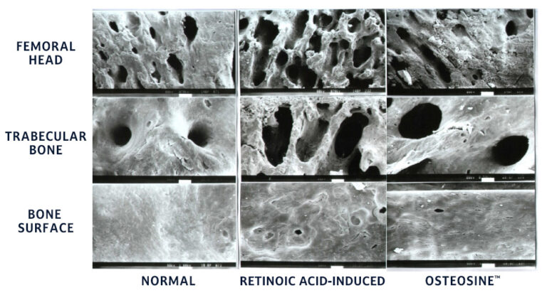 Osteosine™ - NuLiv Science